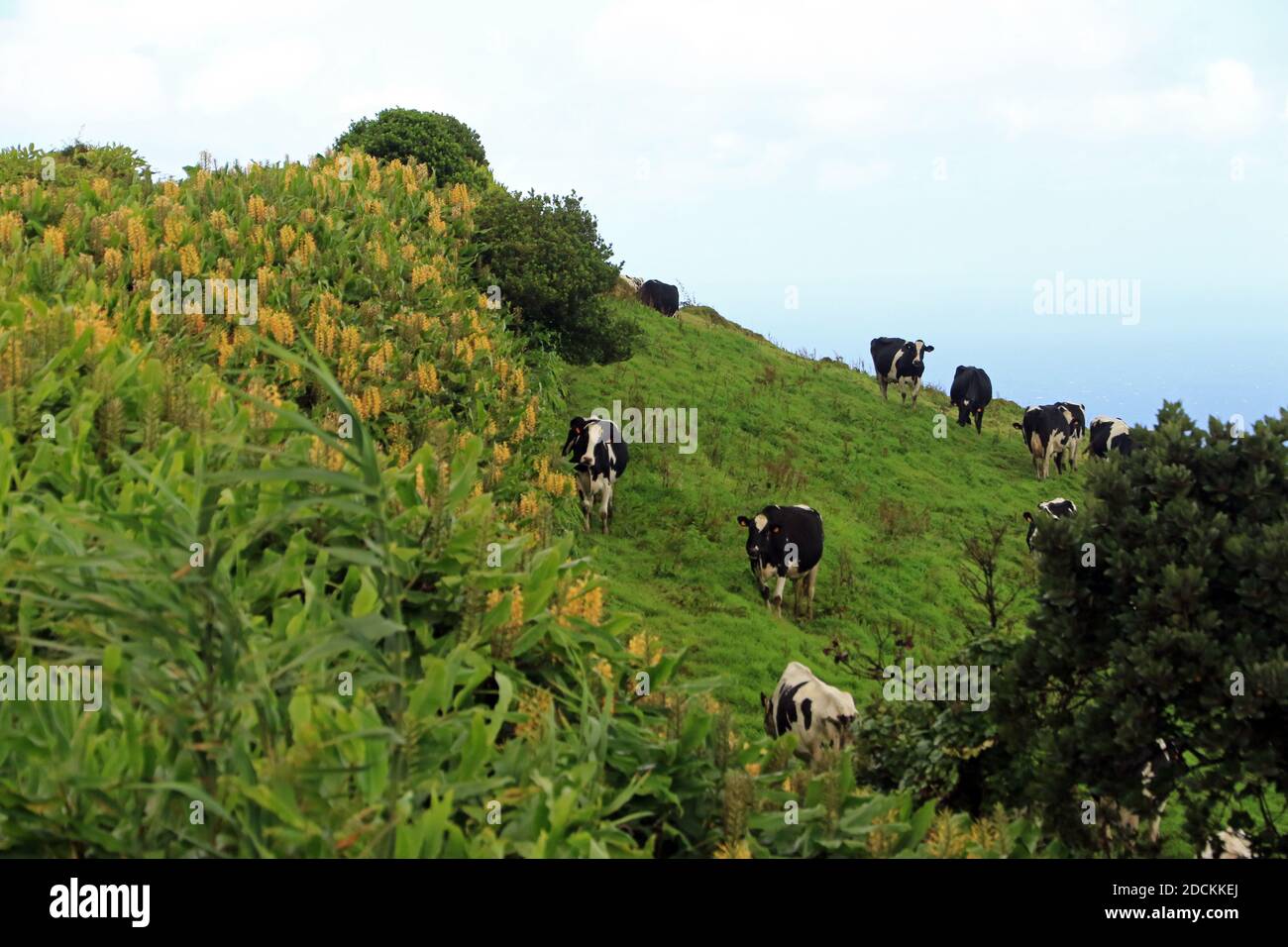 Cows in Agua de Pau Massif, Sao Miguel Island, Azores, Portugal Stock ...