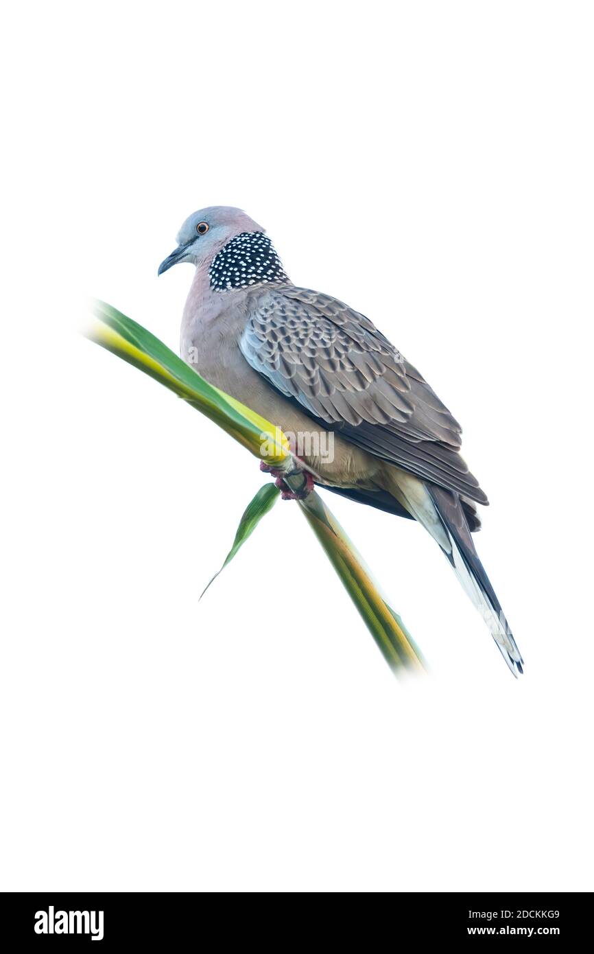 Spotted dove perching on a perch isolated on white background Stock ...