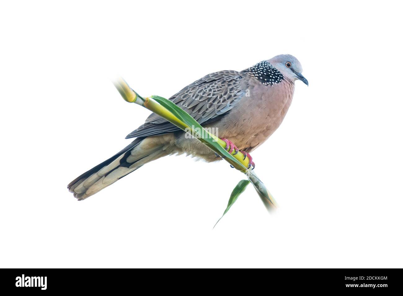 Spotted dove perching on a perch isolated on white background Stock ...