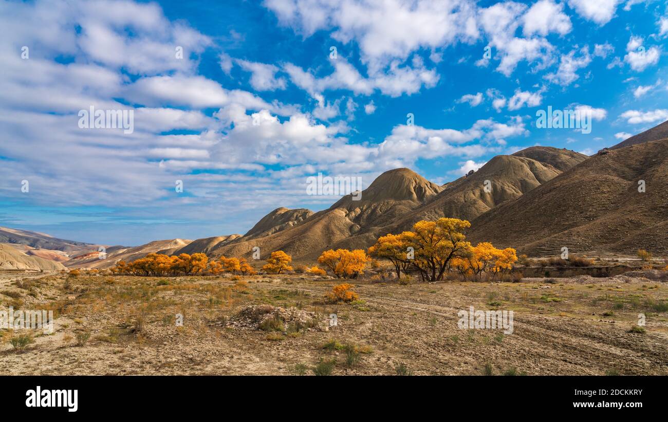 Beautiful yellow autumn trees in highlands Stock Photo - Alamy