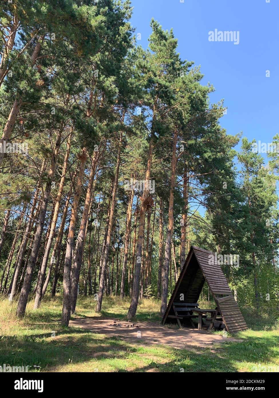Wooden alcove shelter from the sun in a pine tree forest Stock Photo ...