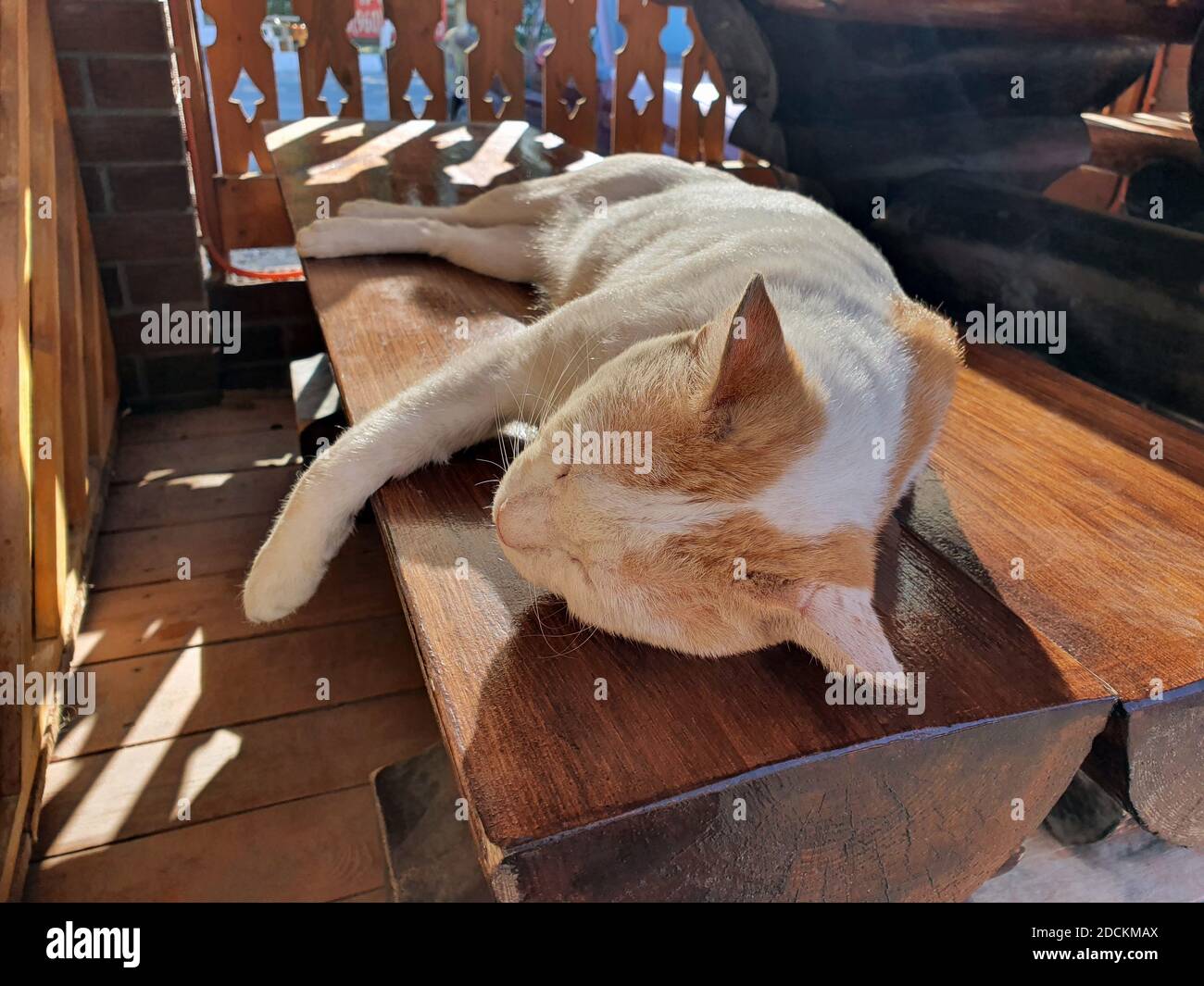 White and red cat sleeping on bench in shadow Stock Photo - Alamy