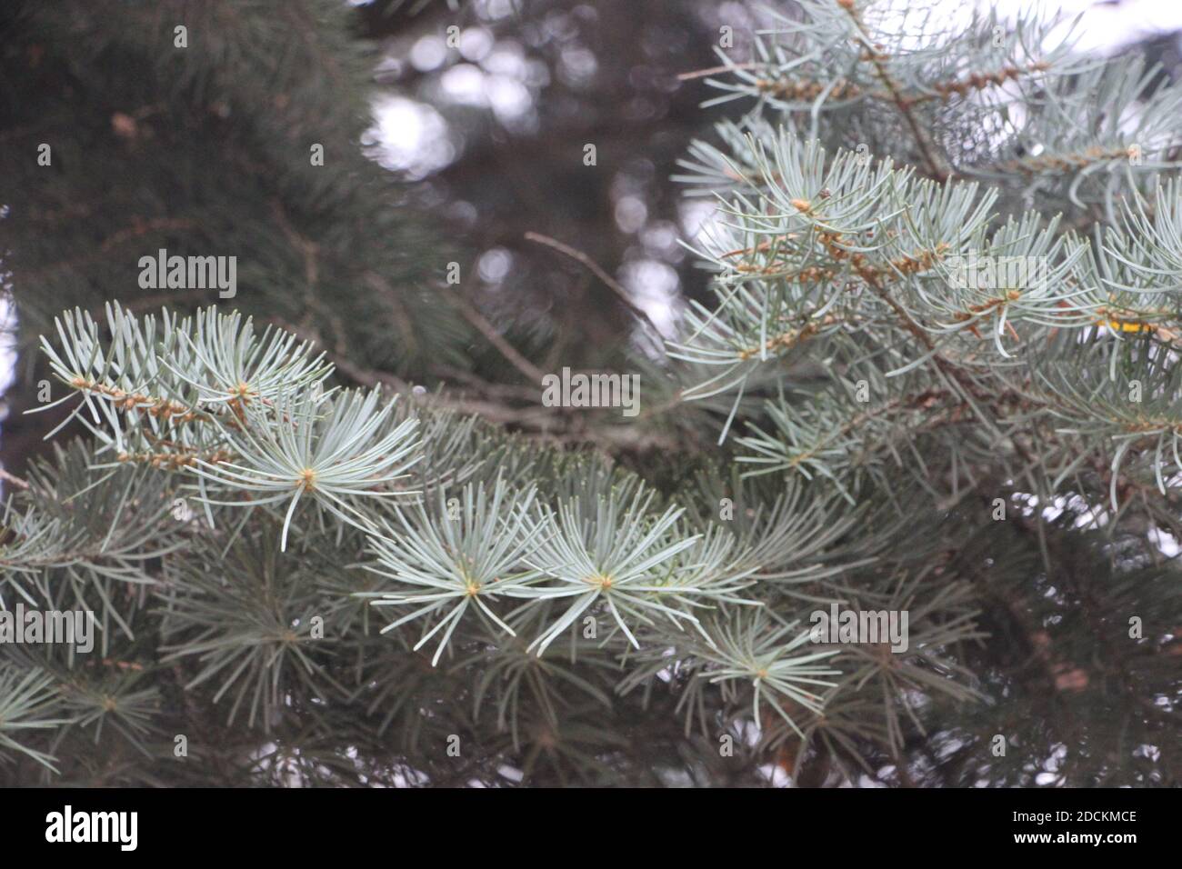 Blue spruce branches with the scientific name Picea pungens, is a ...