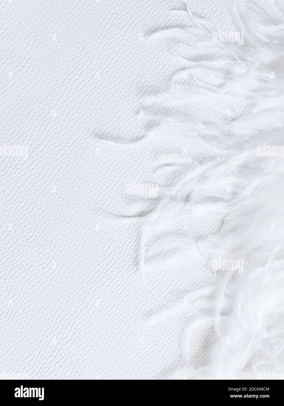 White feather on white textured background. Frame, free space for your ...