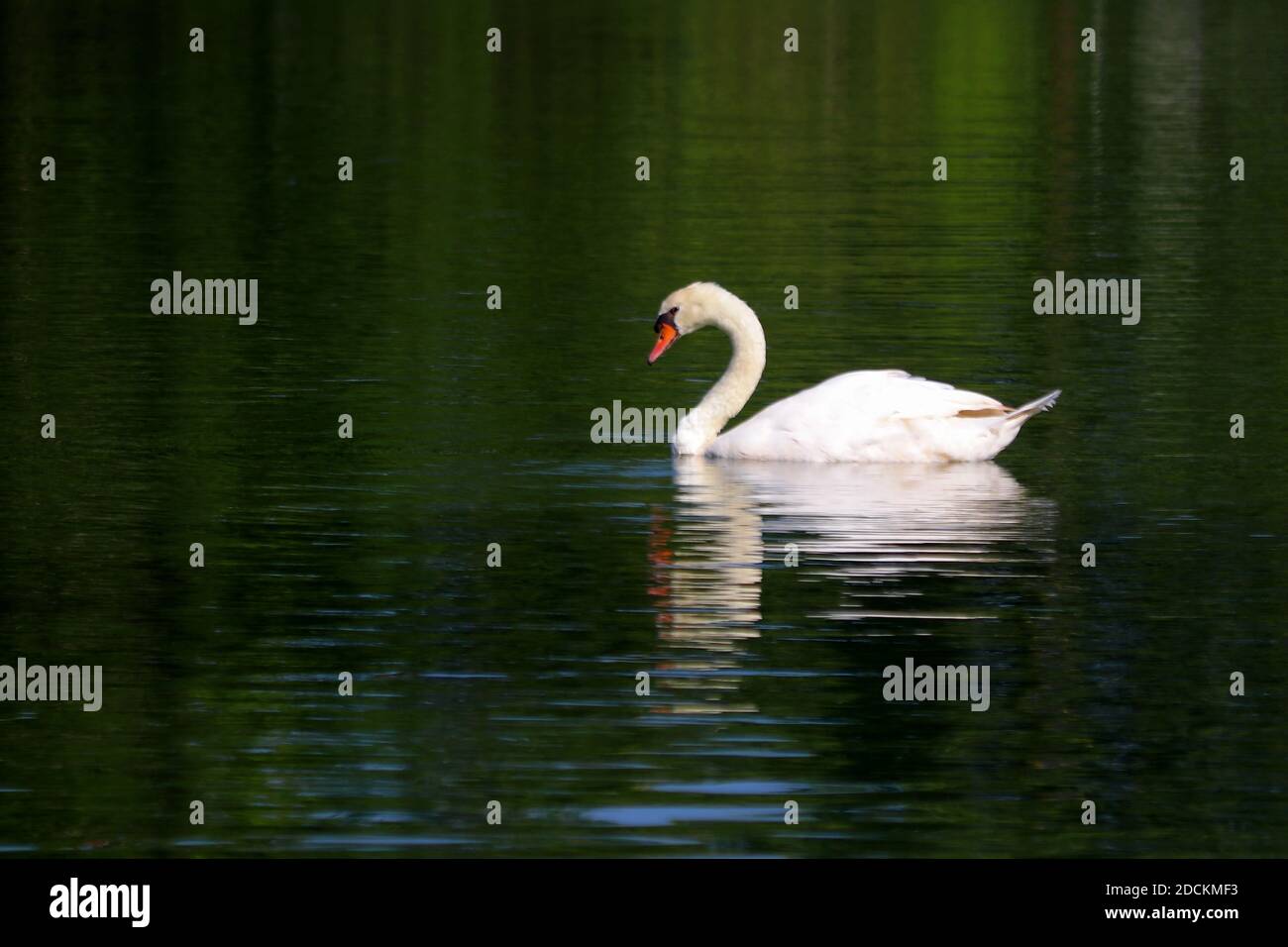 White swan in zoo hi-res stock photography and images - Alamy