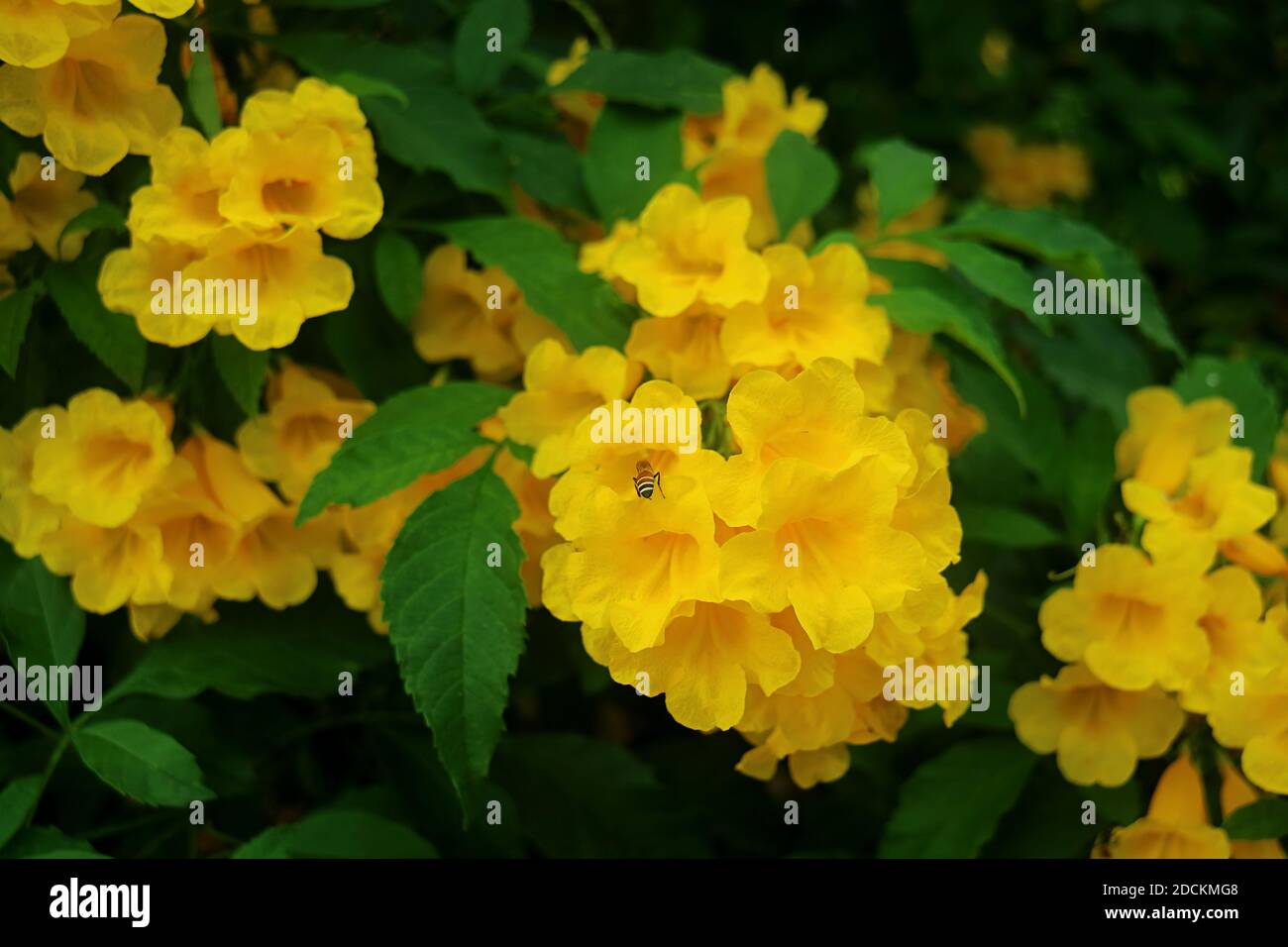 Ginger thomas flower hi-res stock photography and images - Alamy