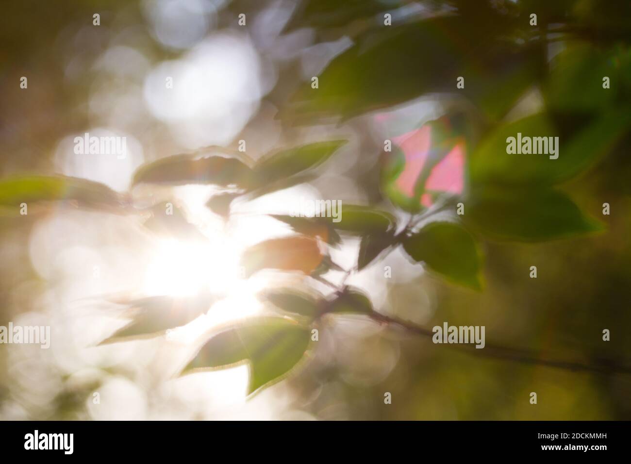 Green leaves and sunshine. Soft focus Stock Photo - Alamy