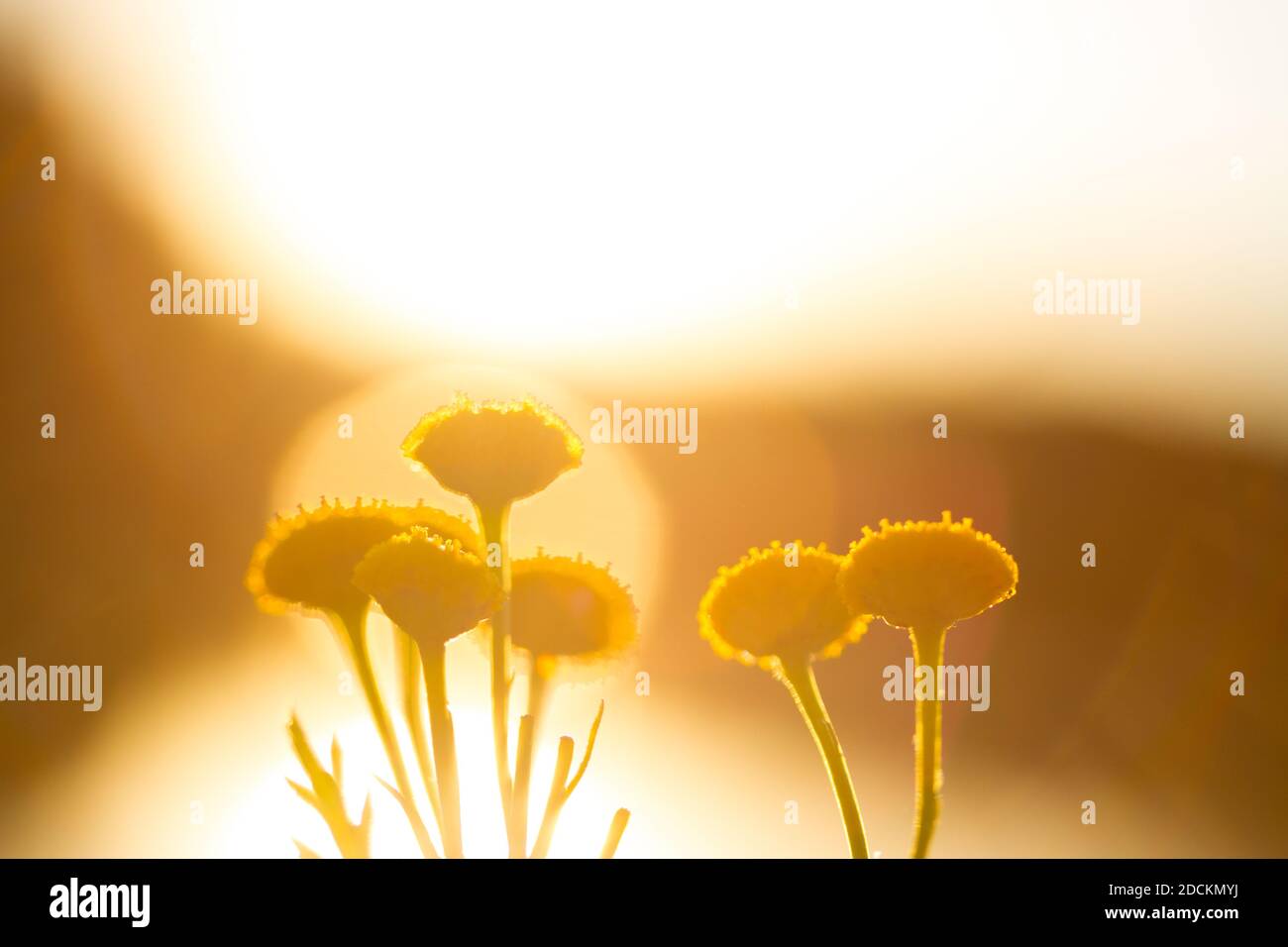 Yellow wild flowers in warm sunlight Stock Photo - Alamy