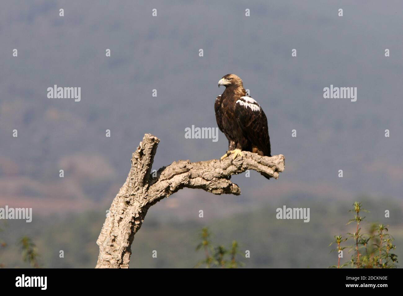 Spanish imperial eagles hi-res stock photography and images - Alamy