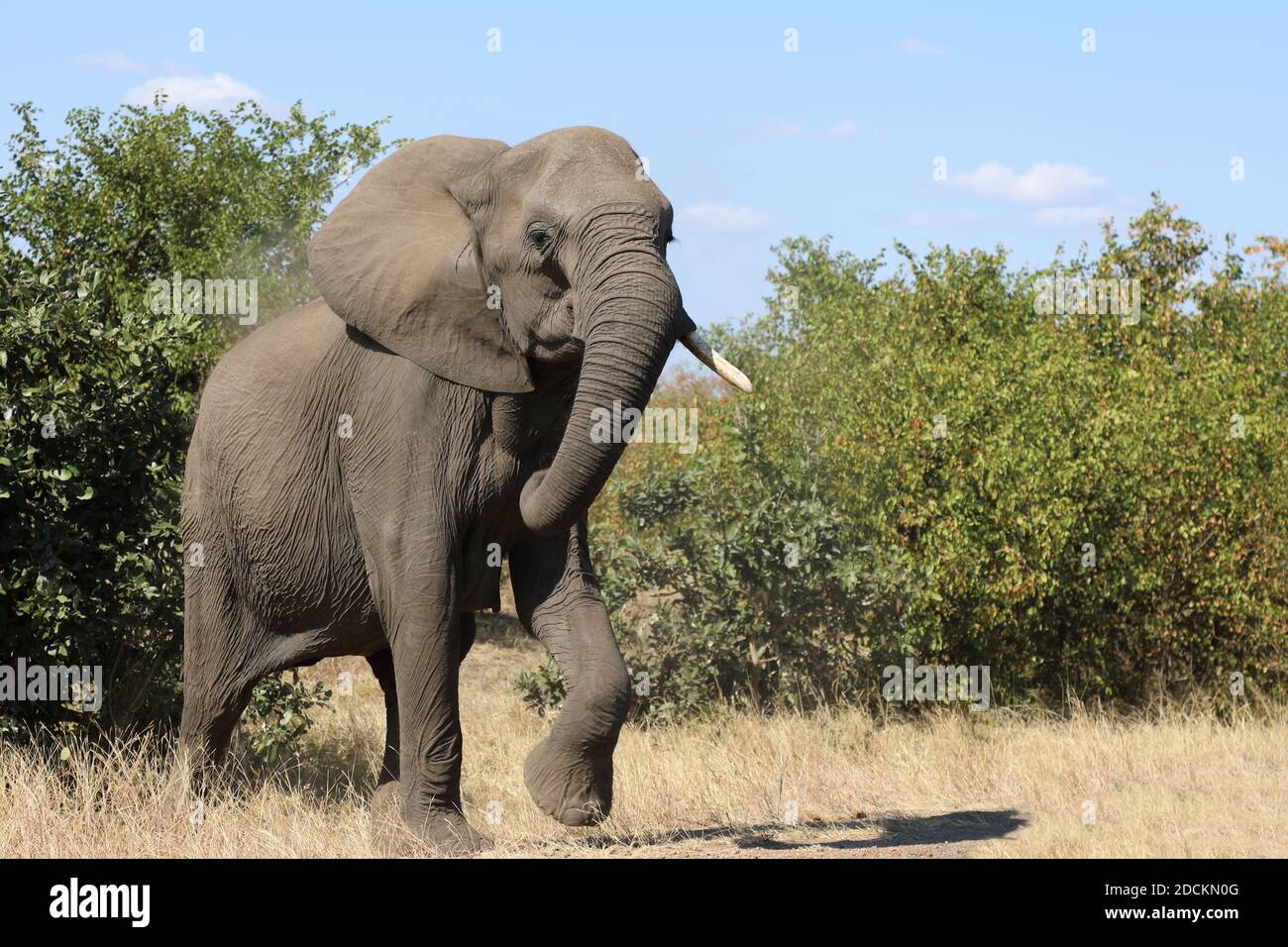 Afrikanischer Elefant / African elephant / Loxodonta africana Stock ...