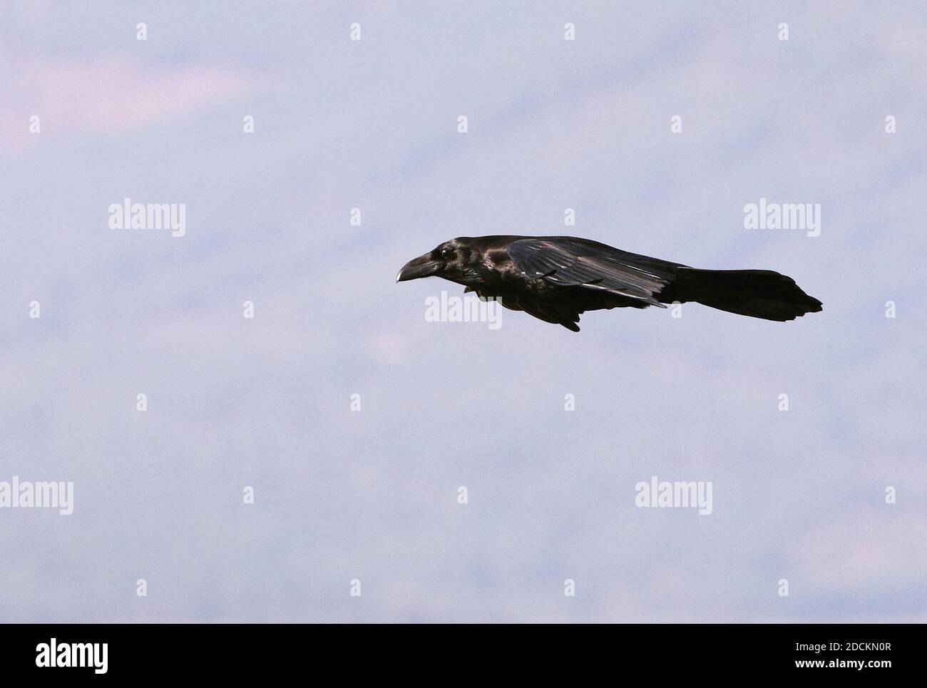 Common raven first light dawn hi-res stock photography and images - Alamy