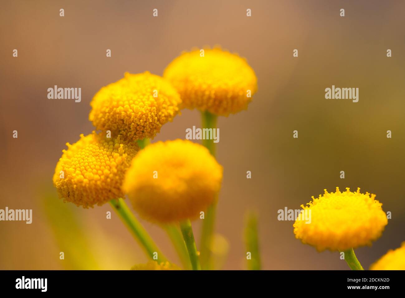 Yellow wild flowers in warm sunlight Stock Photo - Alamy