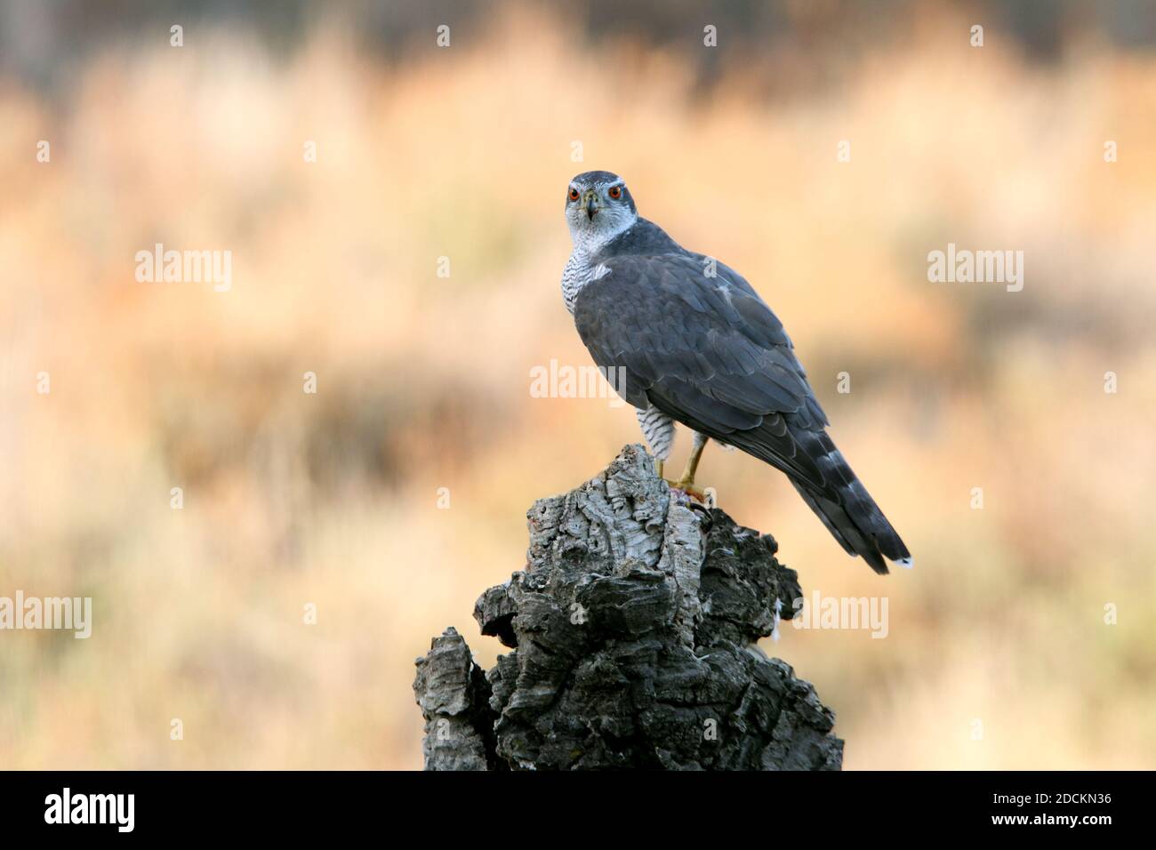 Adult male Northern goshawk in the last light of day in an autumn ...