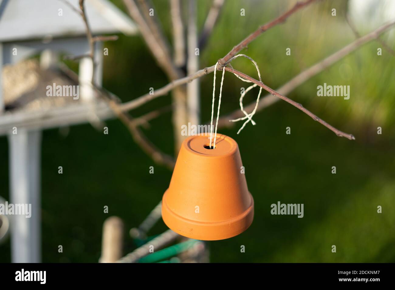 Putting a weight on a young branch to make it bend more horizontally ...