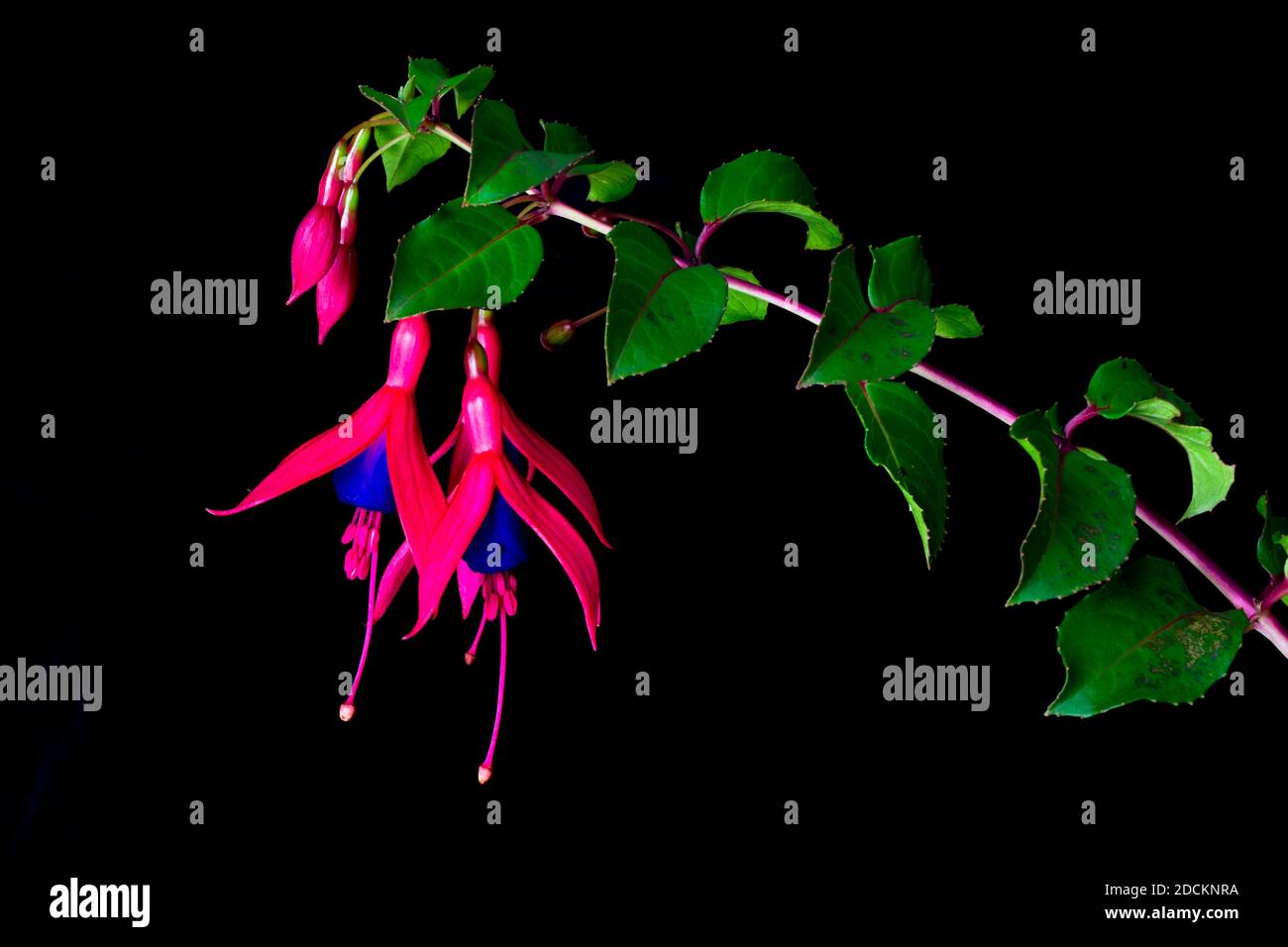 Fuchsia on a black background Stock Photo - Alamy