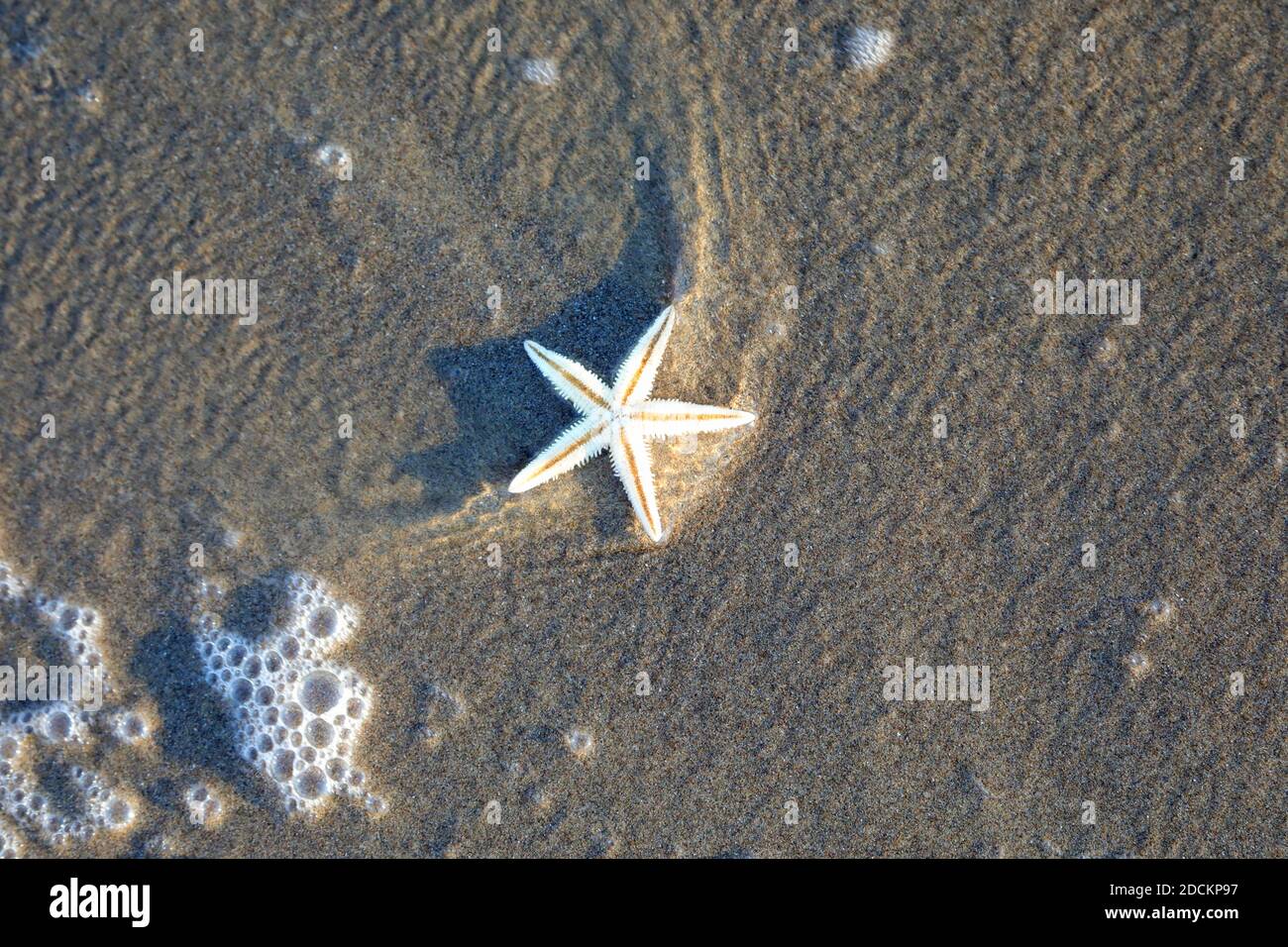 Five-pointed starfish on the sandy beach by the sea in summer Stock ...