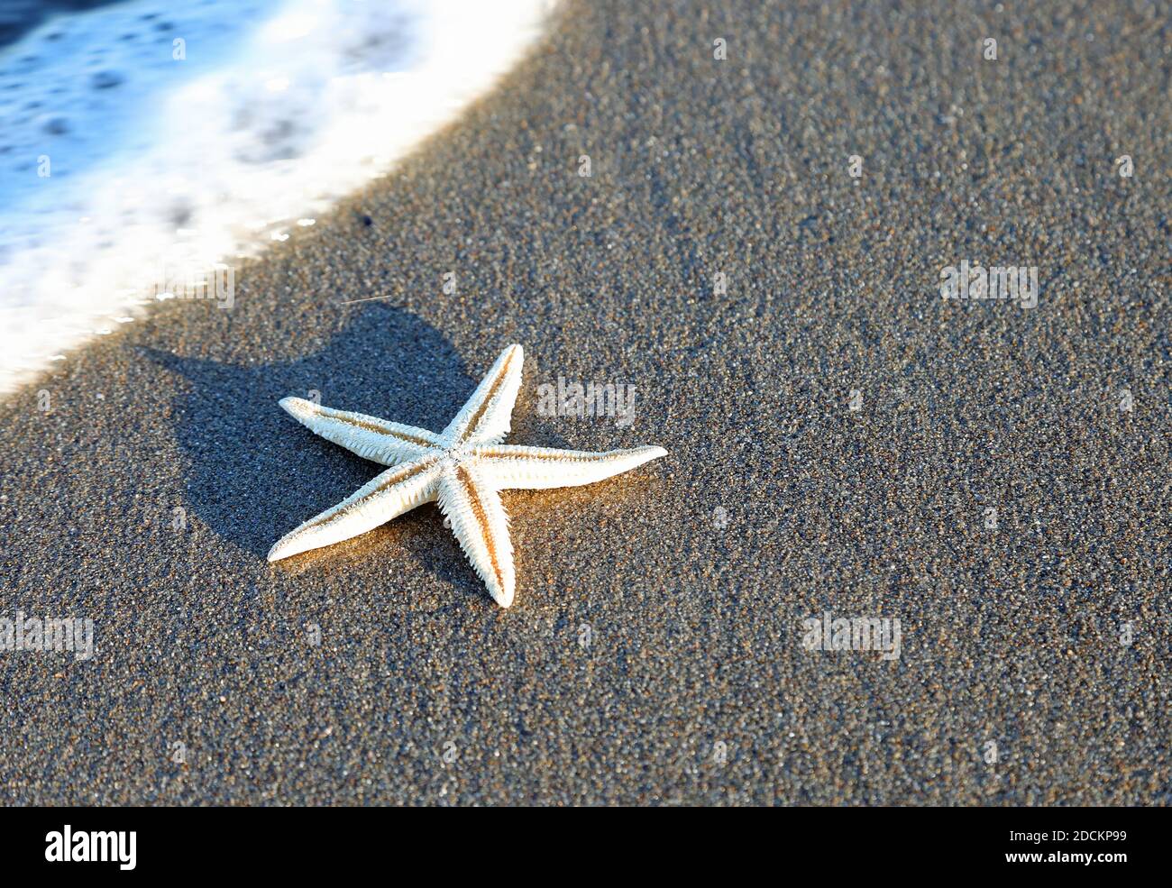 Five Starfish On Beach