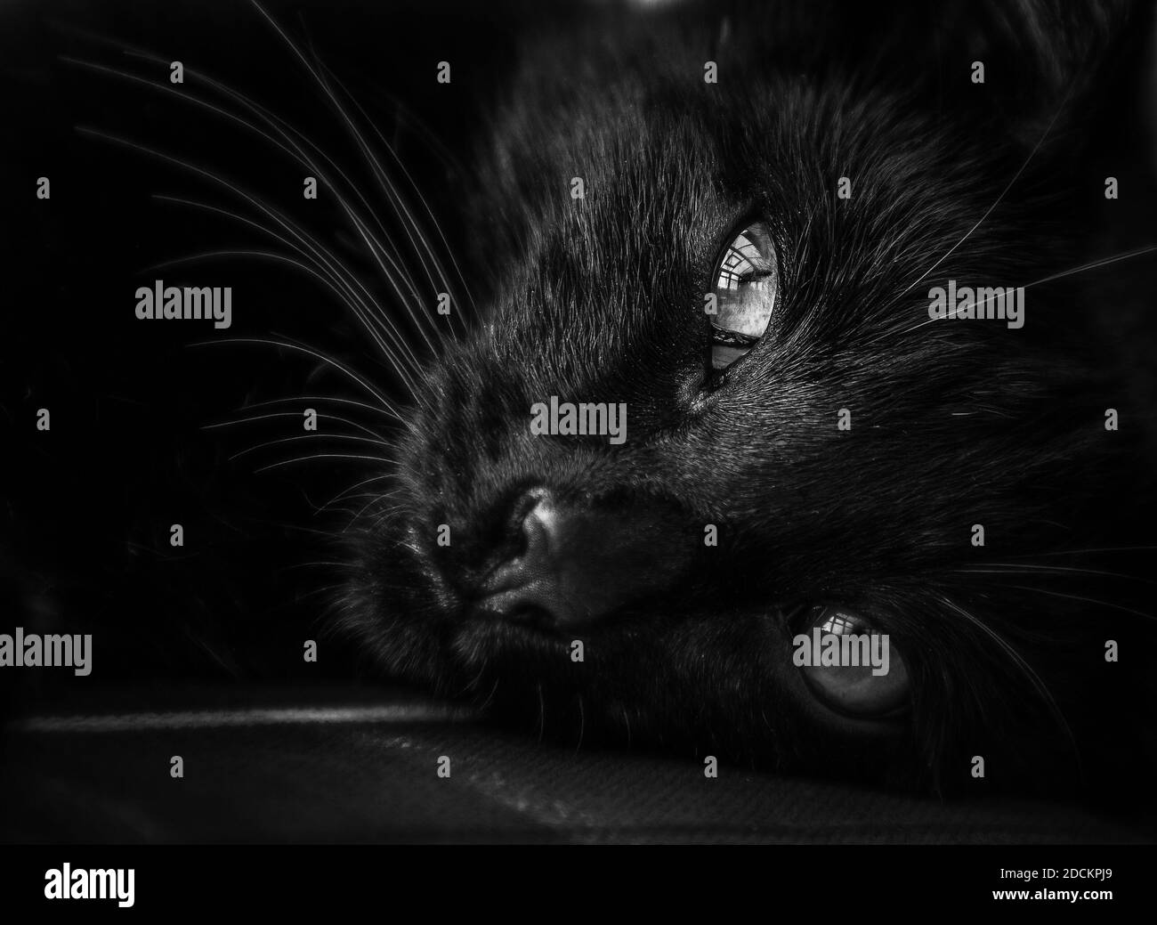 Cat protection hi-res stock photography and images - Alamy