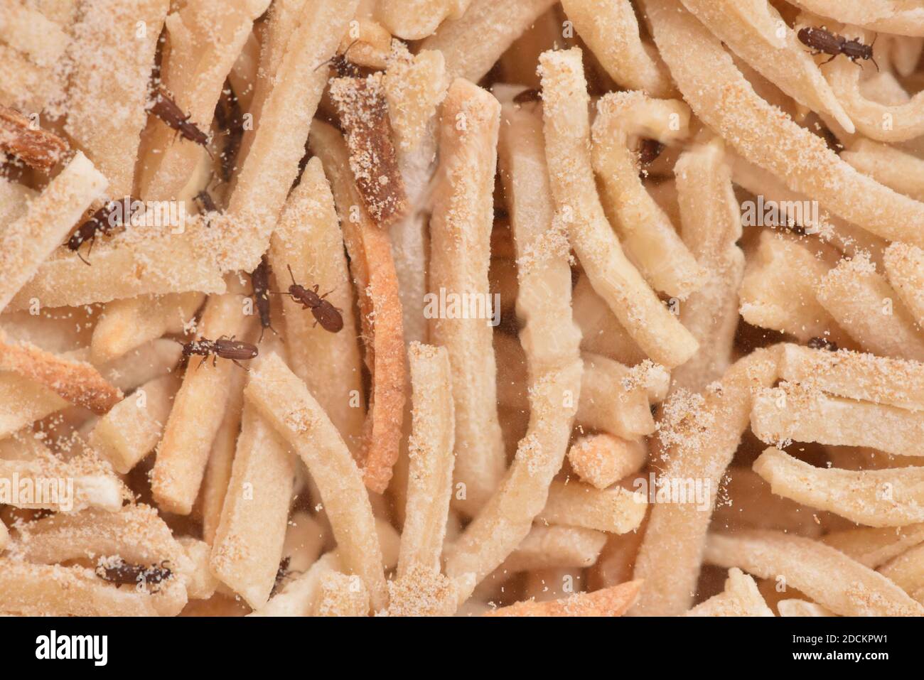 Insect pests beetle weevil appeared in food Stock Photo - Alamy