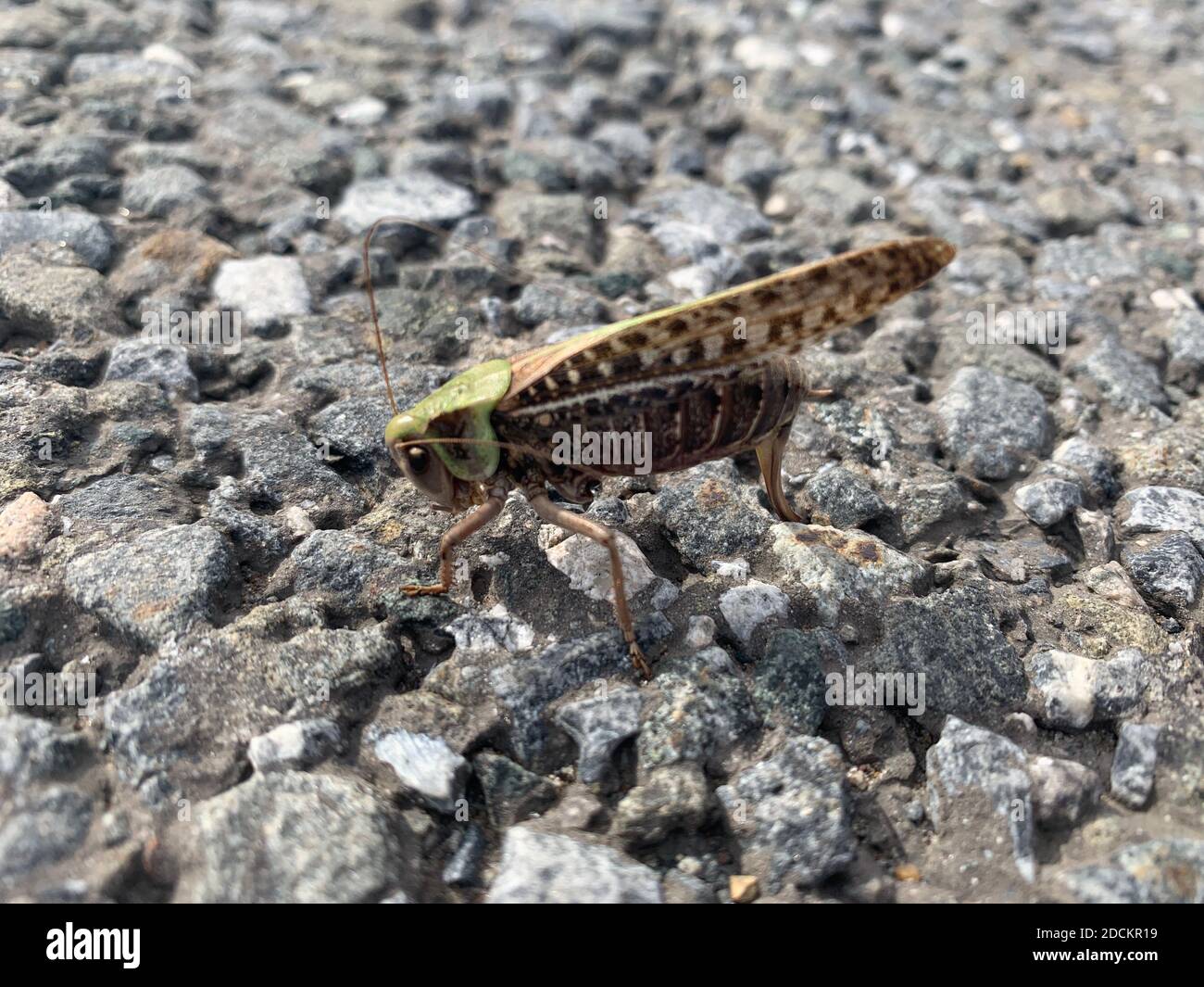 Big locust sitting on a road. close up Stock Photo - Alamy