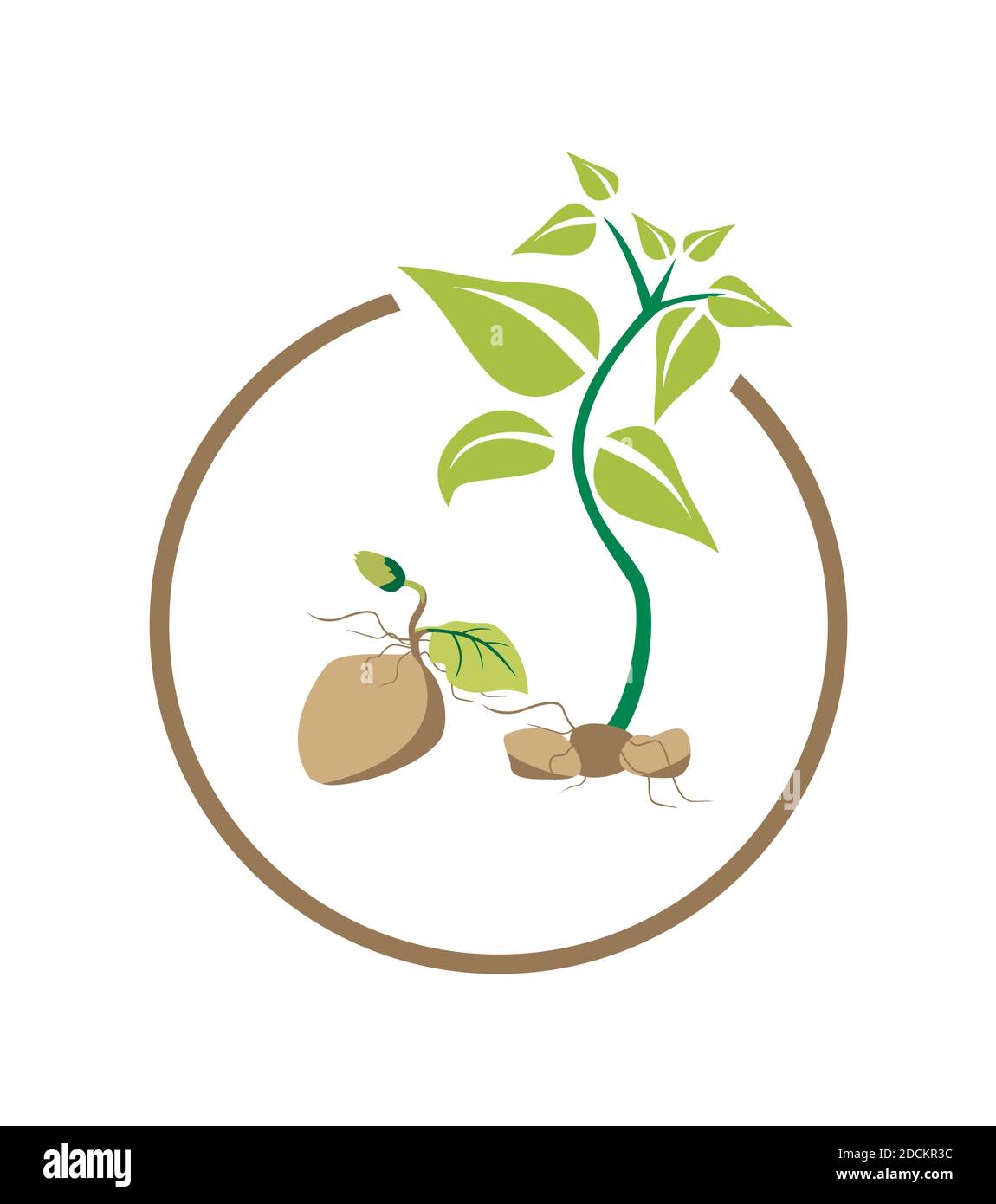 Potatoes seed design illustration vector eps format , suitable for your ...