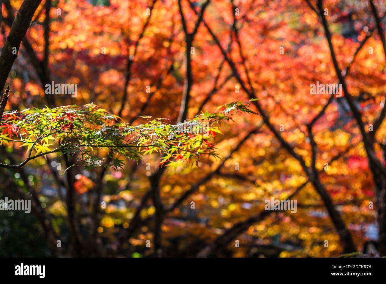 Multi-coloured maple leaves in Japan during Autumn Koyo season Stock ...