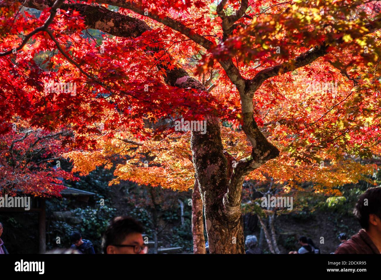 Four seasons in japan hi-res stock photography and images - Alamy