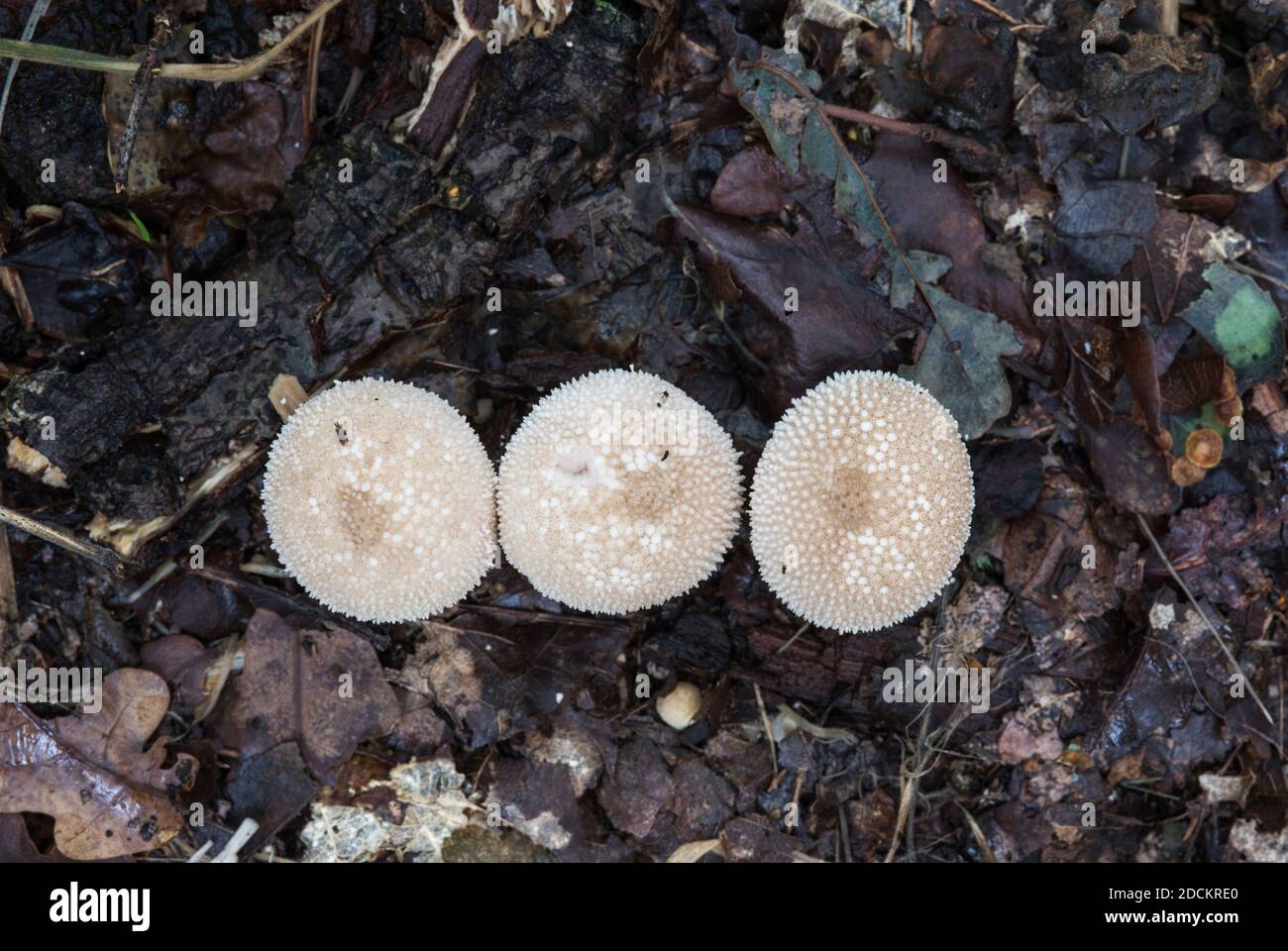 Puffball fungi (Lycoperdon sp Stock Photo - Alamy