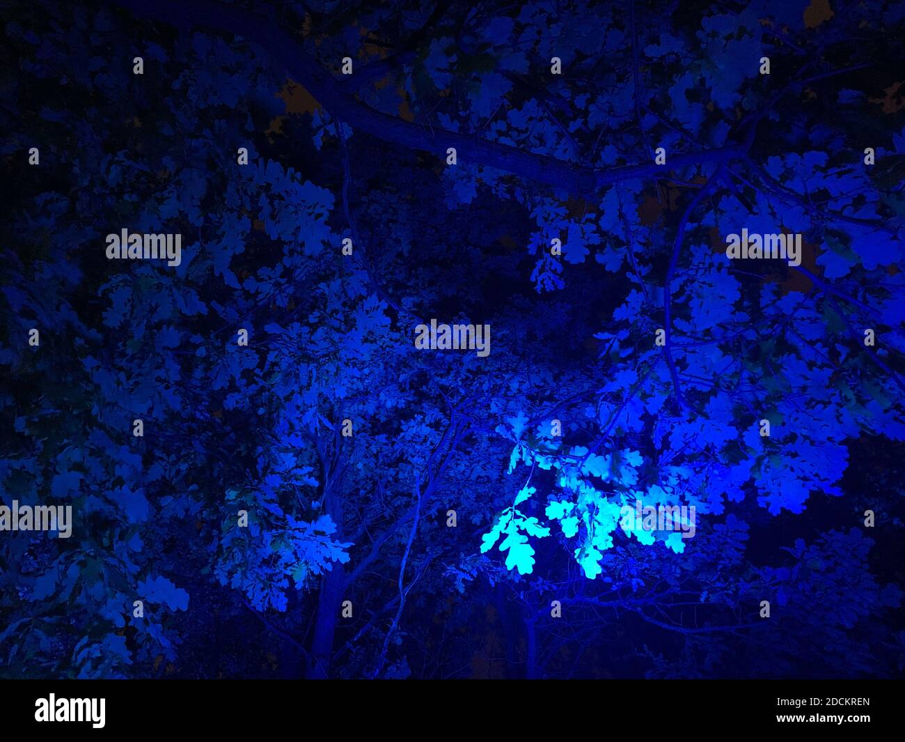 Illuminated tree at night looking spooky Stock Photo - Alamy