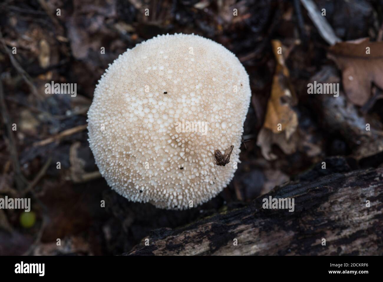 Puffball fungi (Lycoperdon sp Stock Photo - Alamy