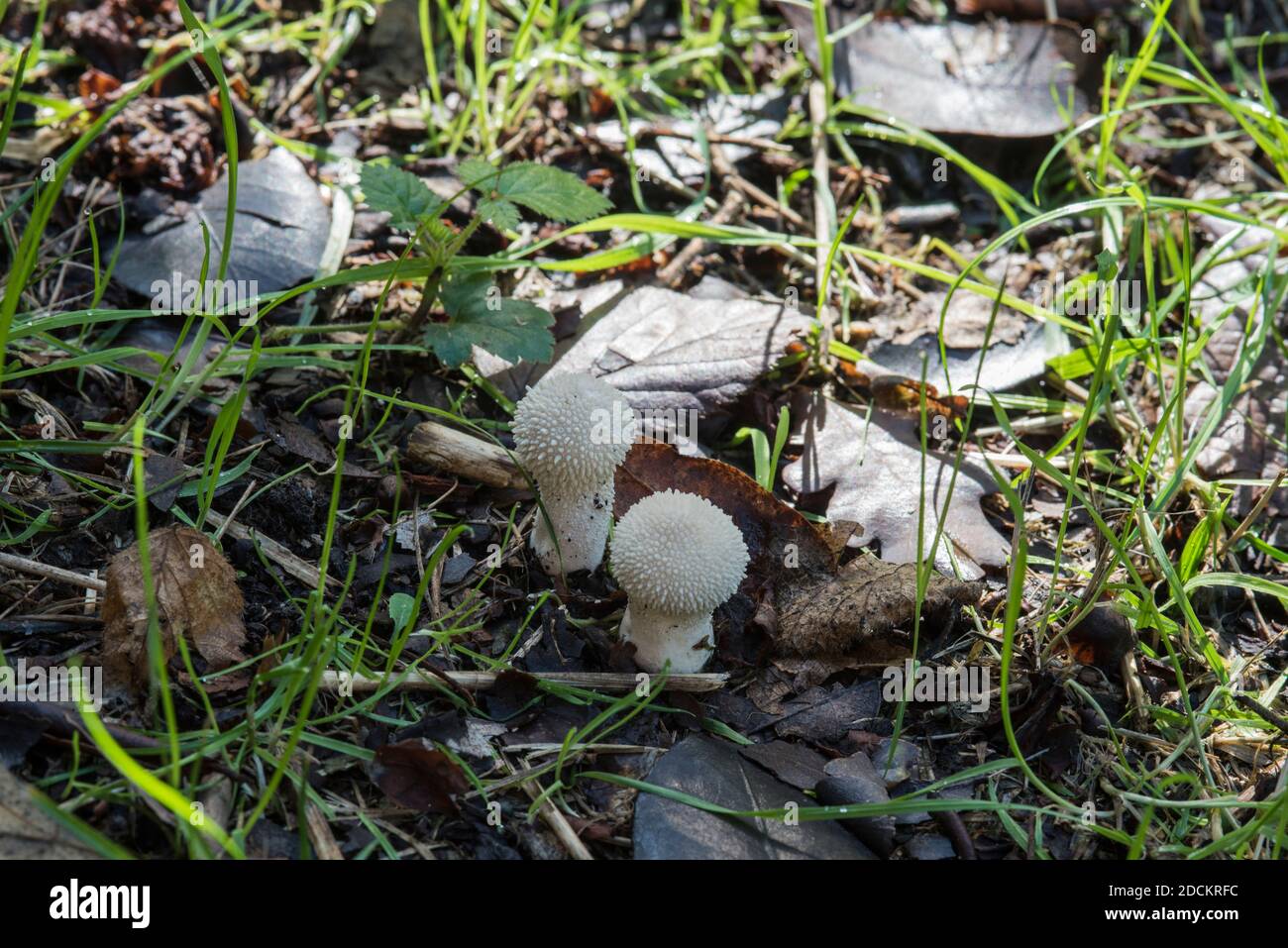 Puffball fungi (Lycoperdon sp Stock Photo - Alamy
