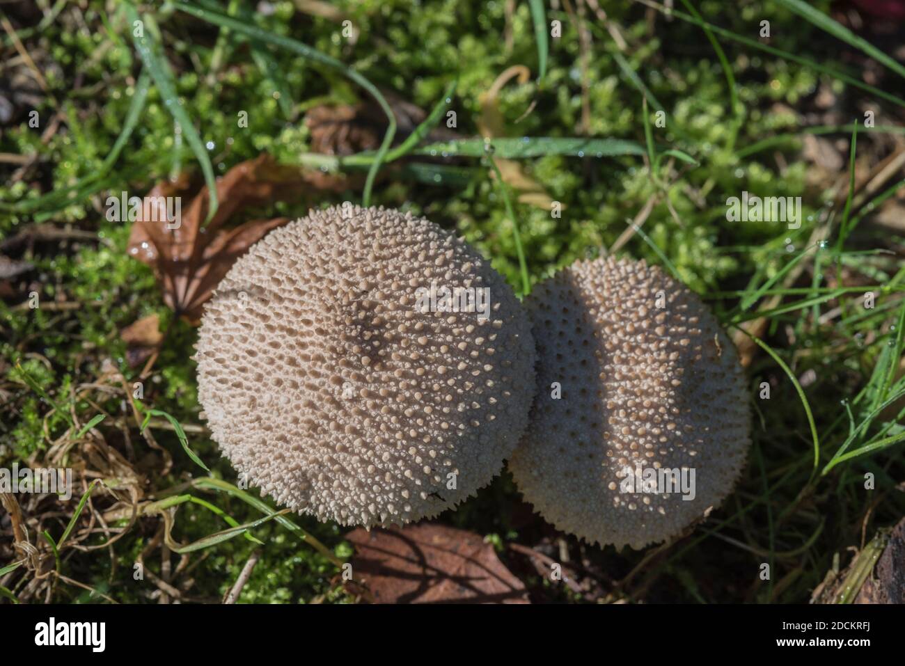 Puffball fungi (Lycoperdon sp Stock Photo - Alamy