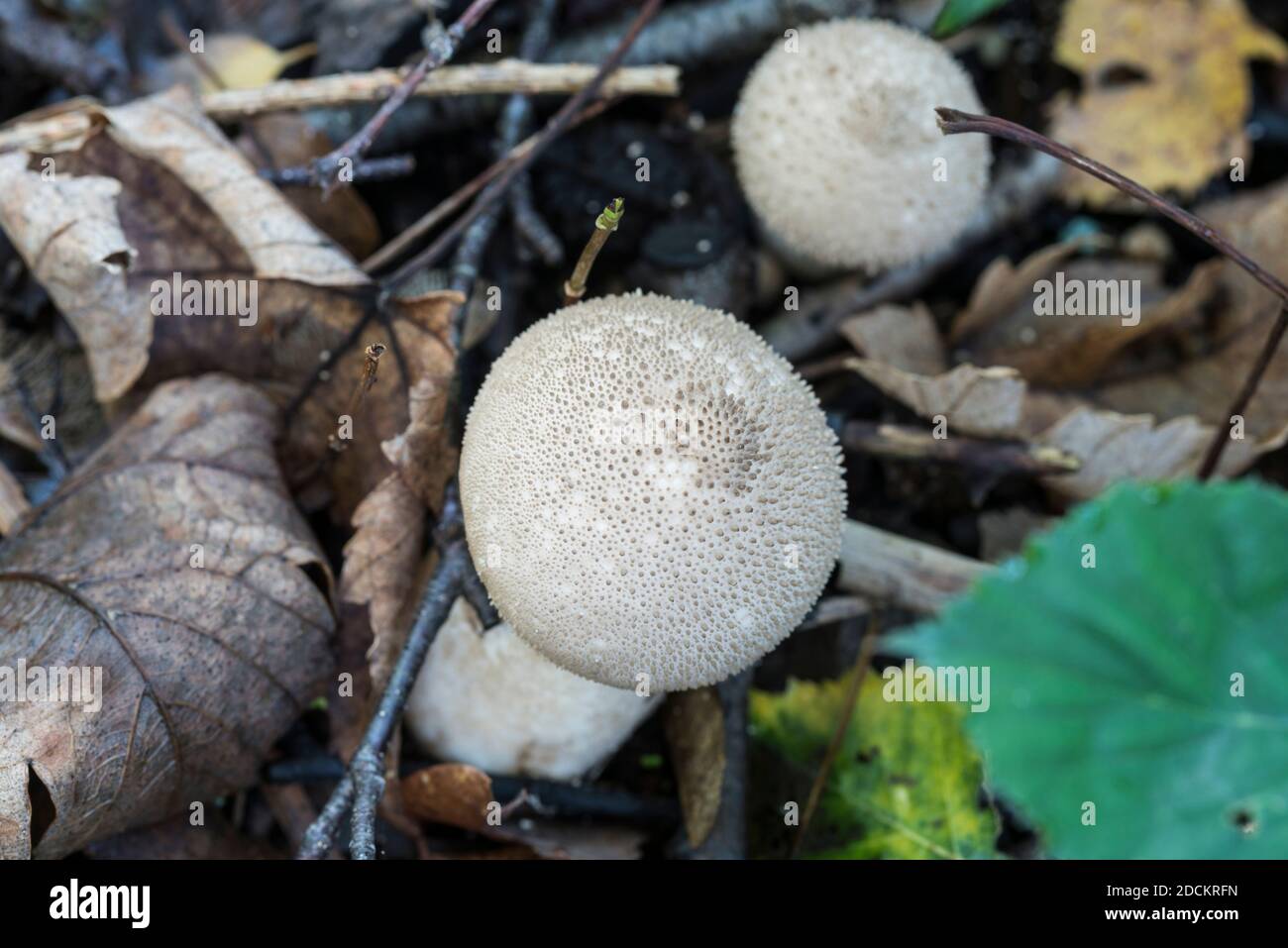 Puffball fungi (Lycoperdon sp Stock Photo - Alamy