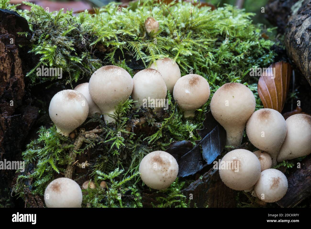Puffball fungi (Lycoperdon sp Stock Photo - Alamy
