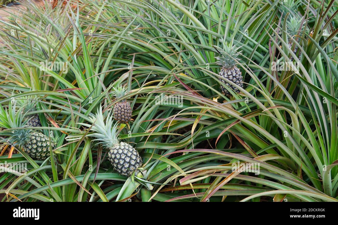 Large ripe pineapples on a bush grow in the field Stock Photo - Alamy