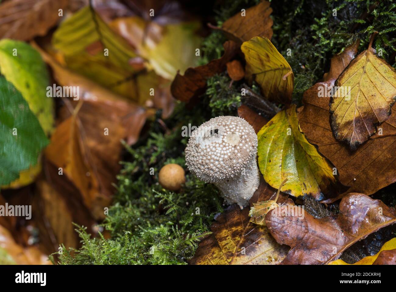 Puffball fungi (Lycoperdon sp Stock Photo - Alamy