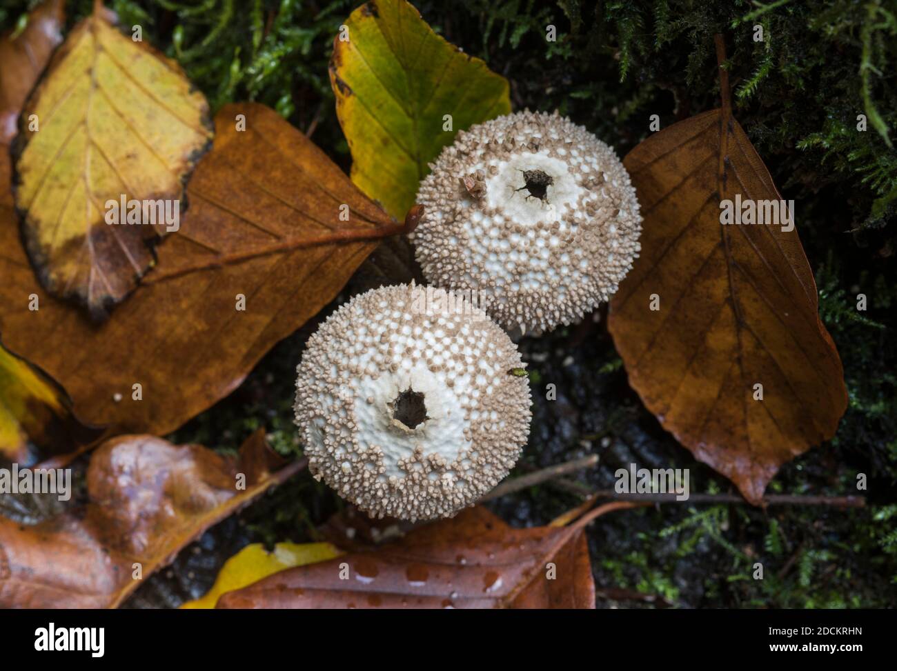 Puffball fungi (Lycoperdon sp Stock Photo - Alamy