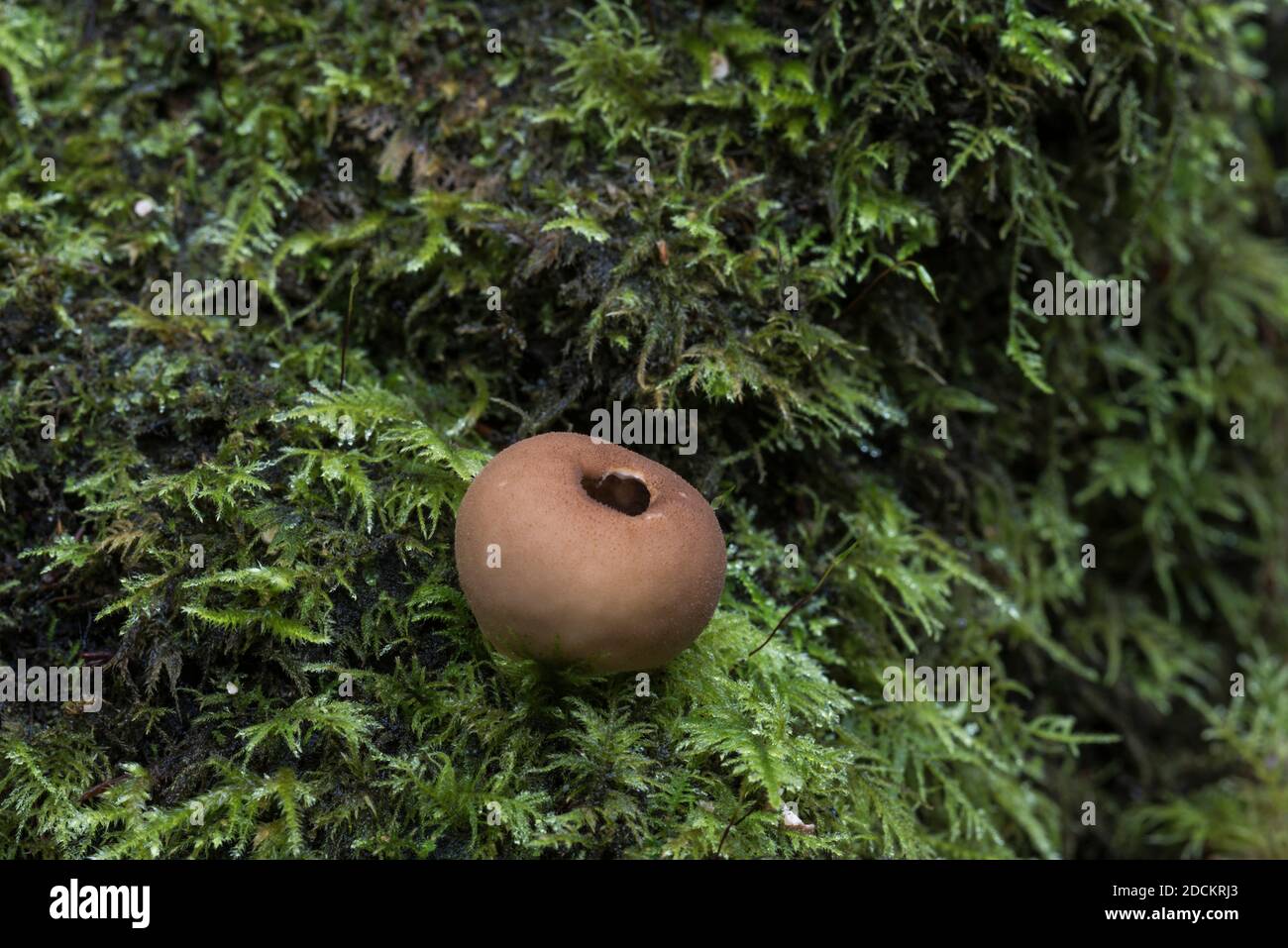 Soft fungi hi-res stock photography and images - Alamy