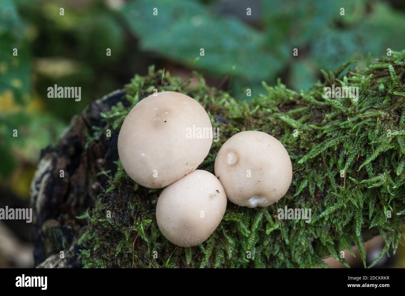Soft fungi hi-res stock photography and images - Alamy