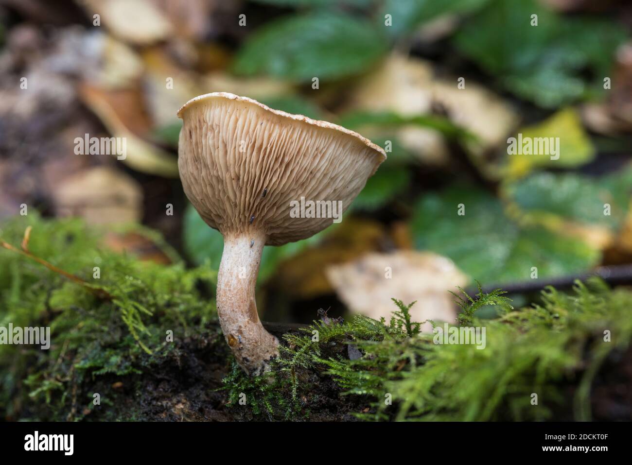 Side view of a Funnel (Clitocybe sp) fungus in Beech woodland Stock ...