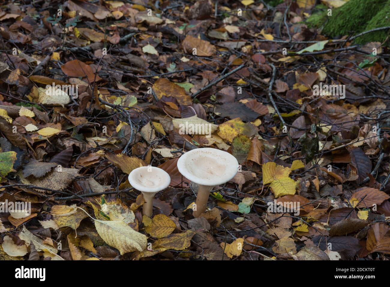Trooping funnel fungus hi-res stock photography and images - Alamy