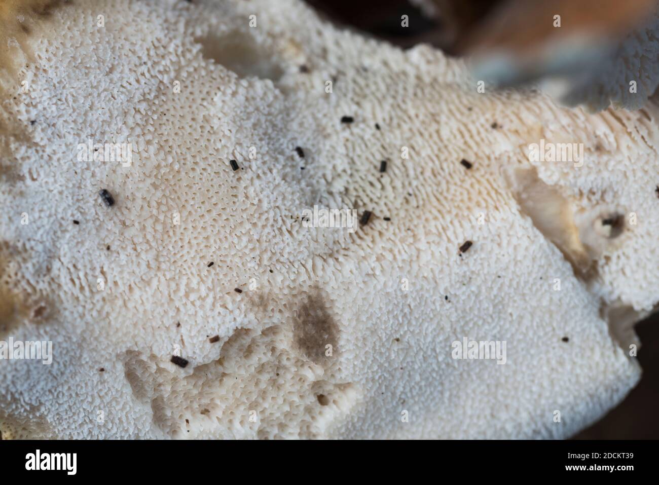 Pores of a Giant Polypore fungus (Meripilus giganteus Stock Photo - Alamy