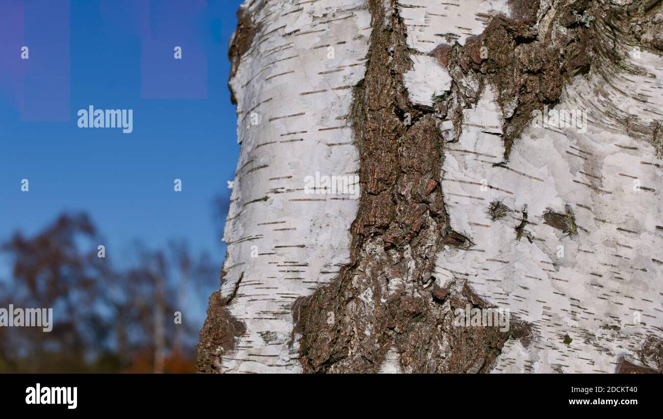 Silver birch tree trunk hi-res stock photography and images - Alamy