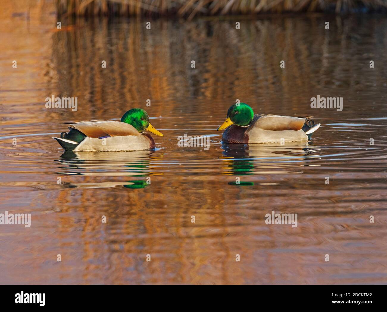 The sun brings out the iridescence in the green heads of two male ...