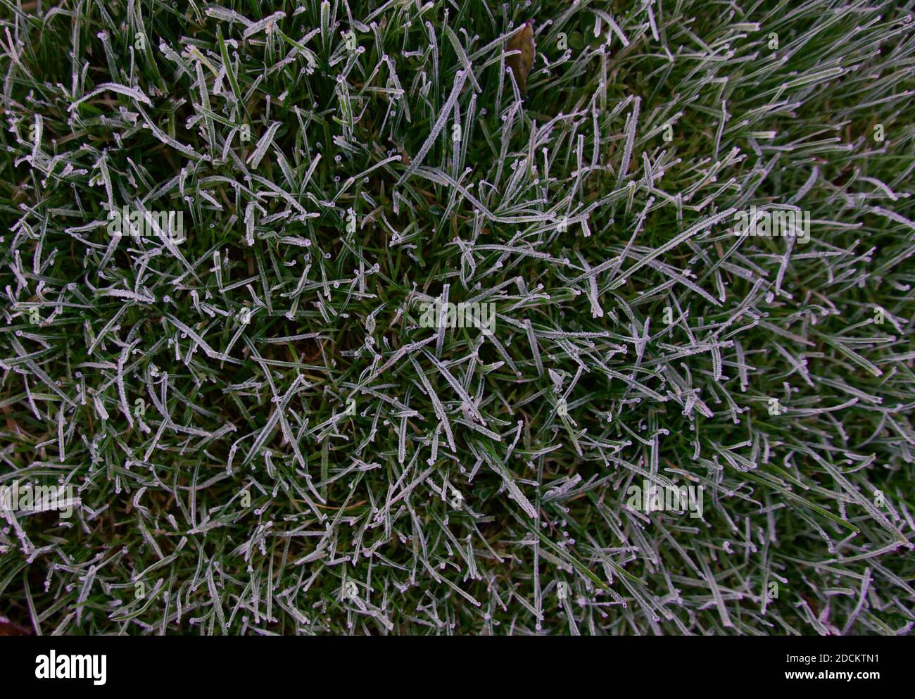Full frame image background of frosty icy grass in winter Stock Photo ...