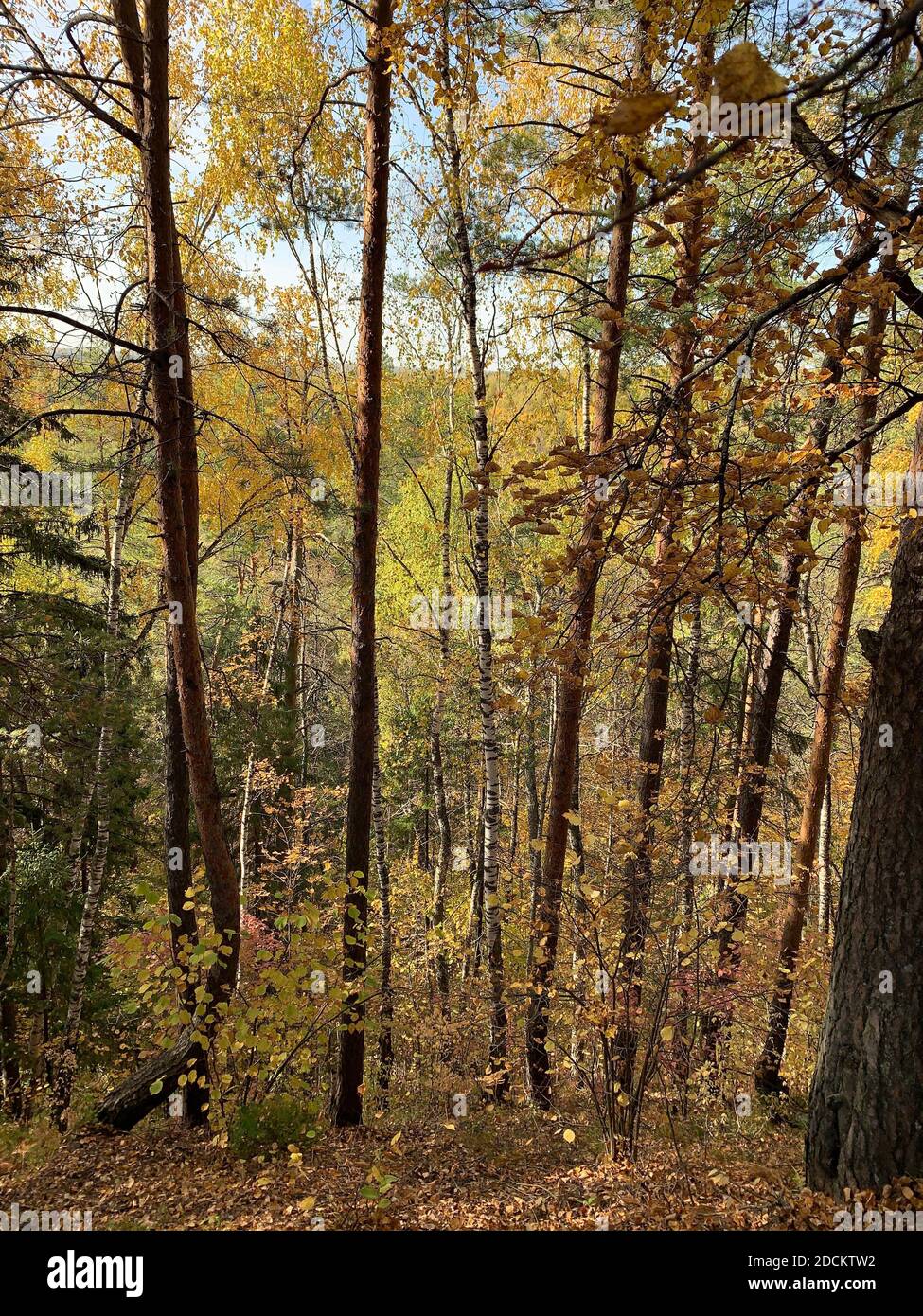 Forest in autumn. Yellow foliage Stock Photo - Alamy