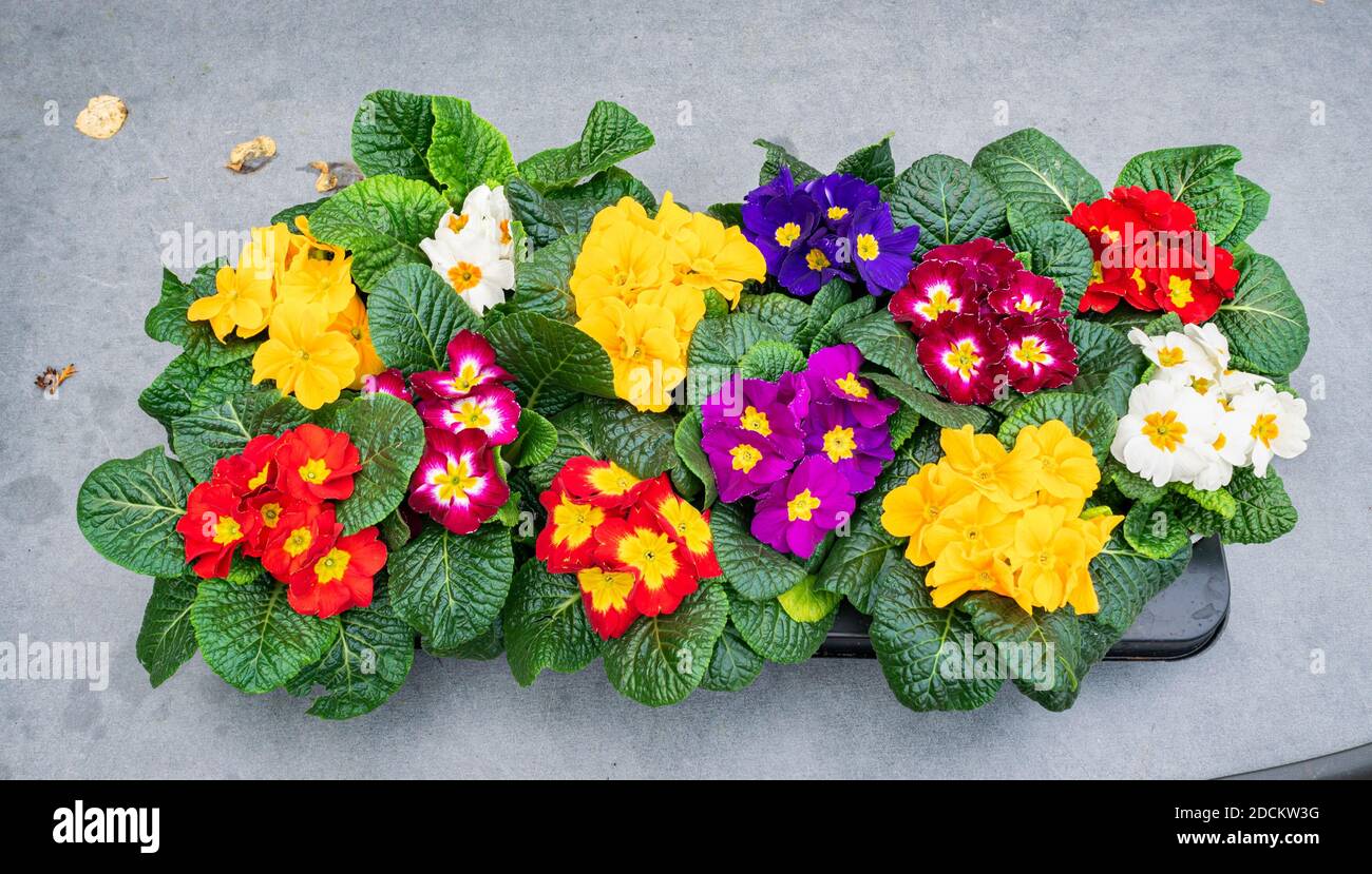 Tray with various Primrose (Primula) plants with vibrant colored ...