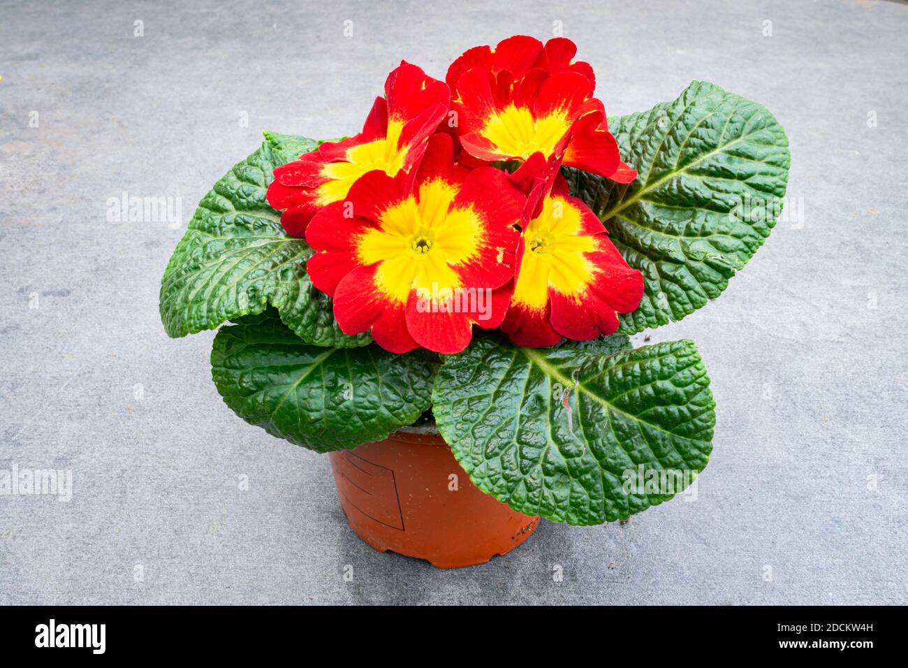 Primrose nursery hi-res stock photography and images - Alamy