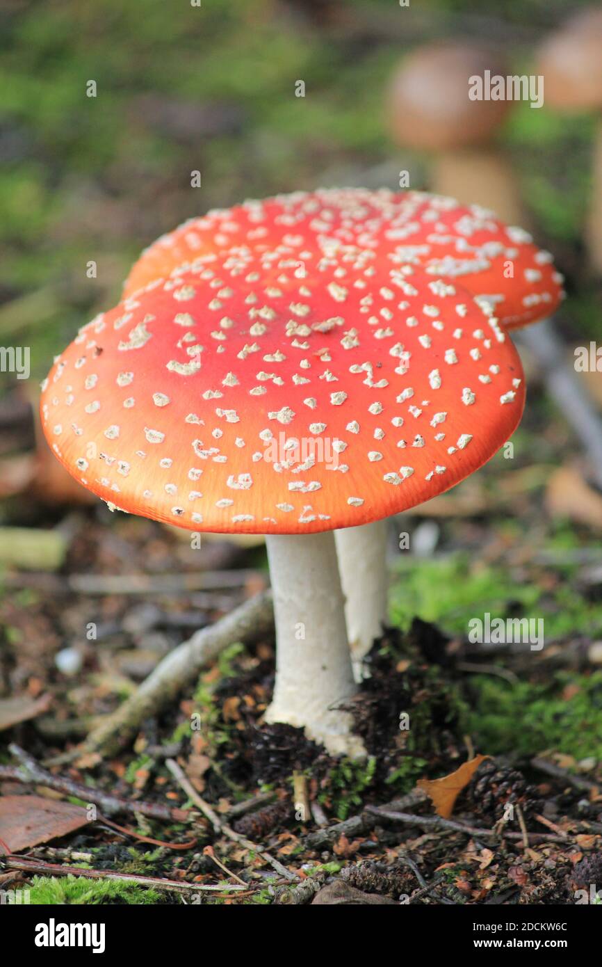 Basidiomycetes basidiospores hi-res stock photography and images - Alamy