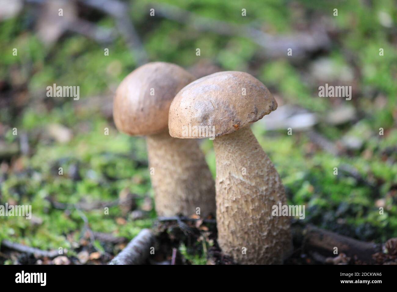 Spore bearing structure hi-res stock photography and images - Alamy